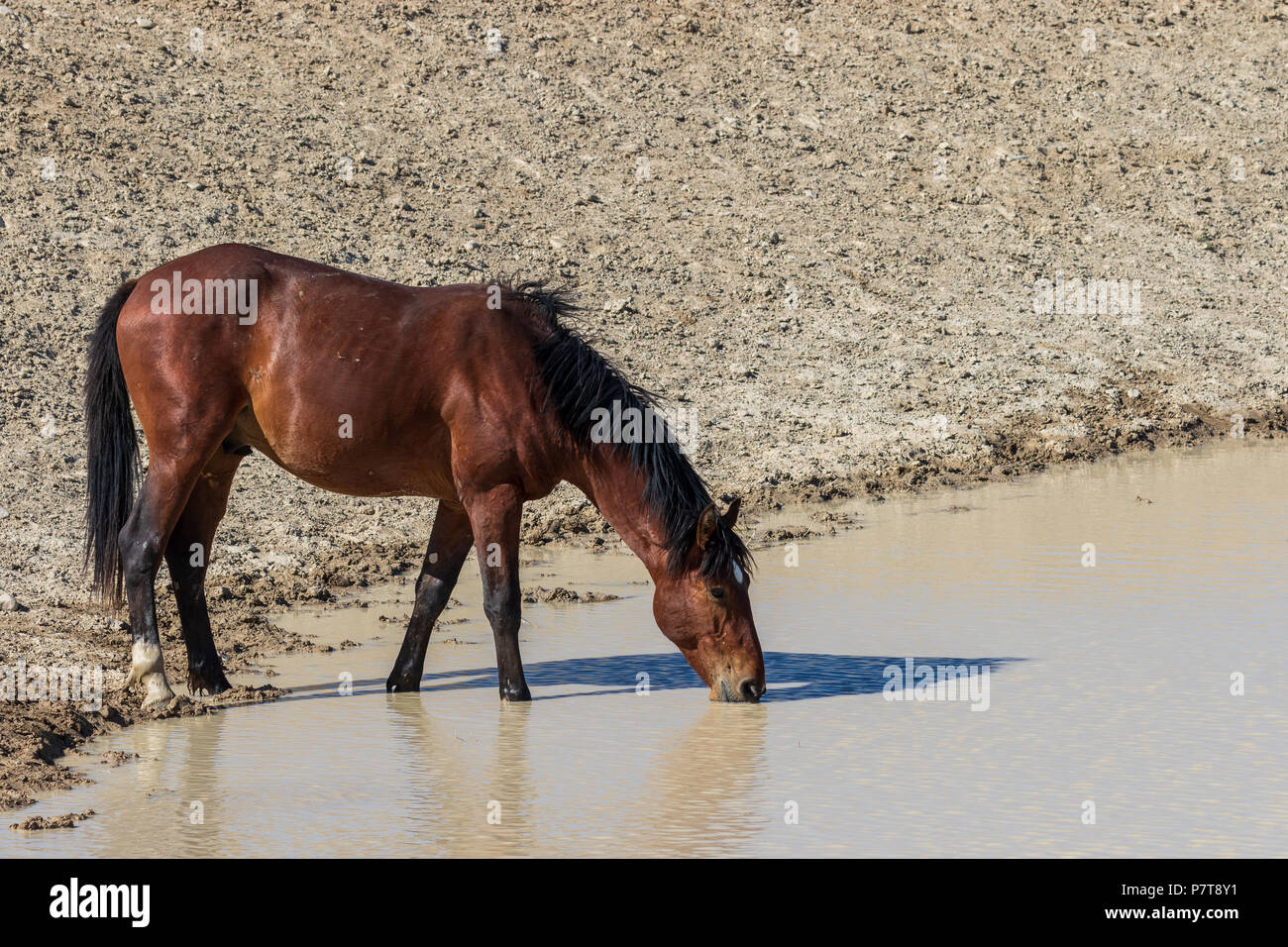 Wild Horse Stallion Stock Photo - Alamy
