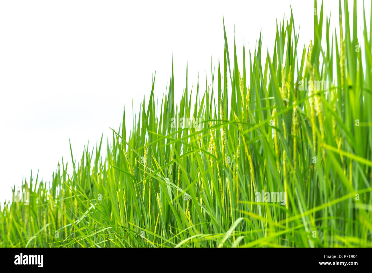green grass rice plant isolated on white background Stock Photo - Alamy