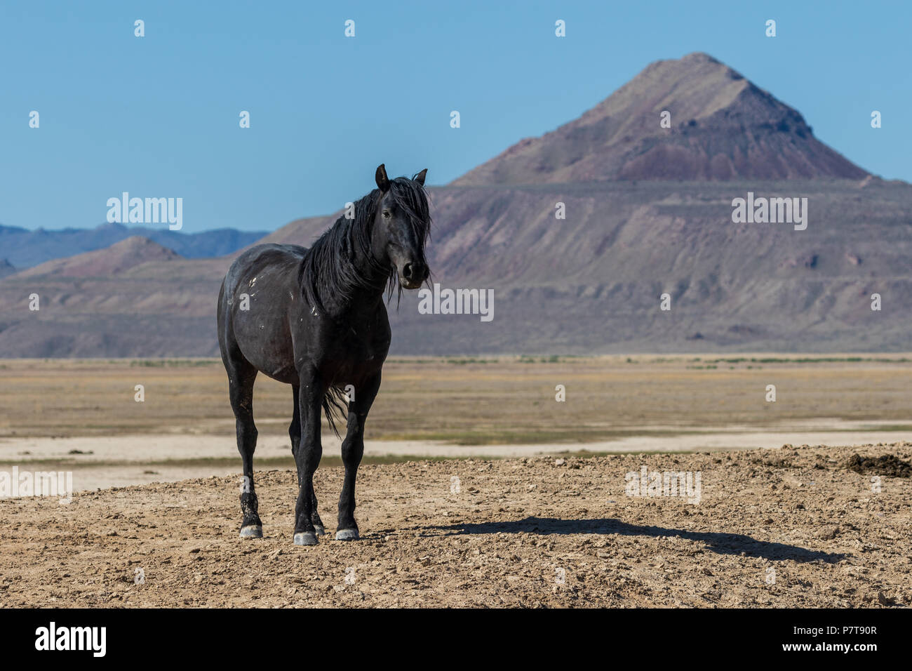 Wild Horse Stallion Stock Photo - Alamy