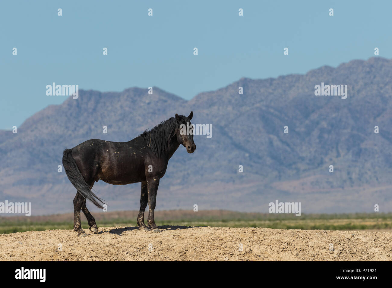 Wild Horse Stallion Stock Photo - Alamy