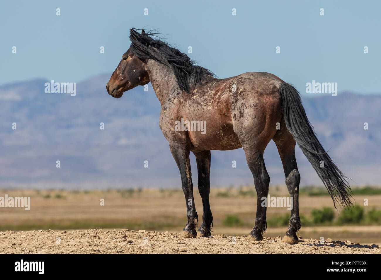 Wild Horse Stallion Stock Photo - Alamy