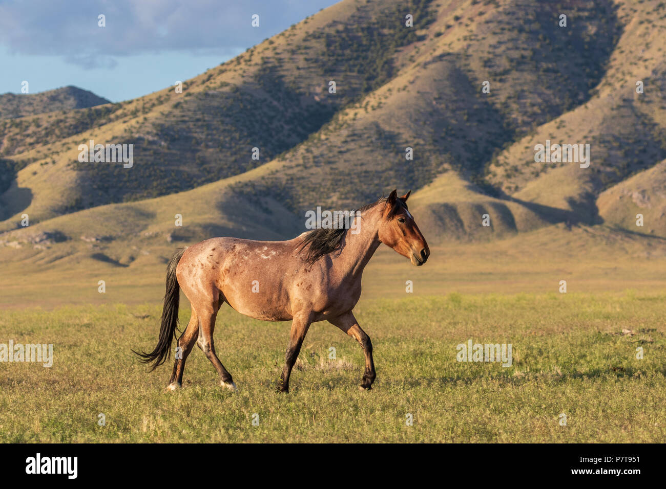 Wild Horse Stallion Stock Photo - Alamy