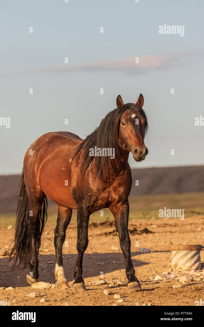 Wild Horse Stallion Stock Photo - Alamy