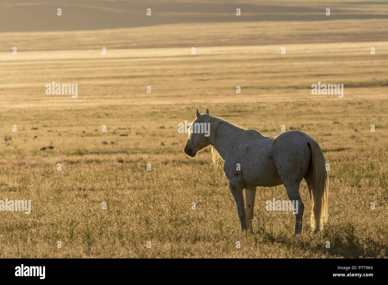 Wild Horse Stallion Stock Photo - Alamy