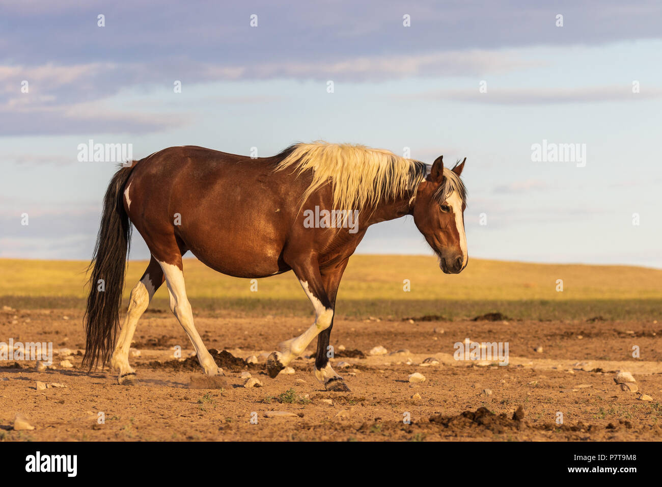 Wild Horse Stallion Stock Photo - Alamy