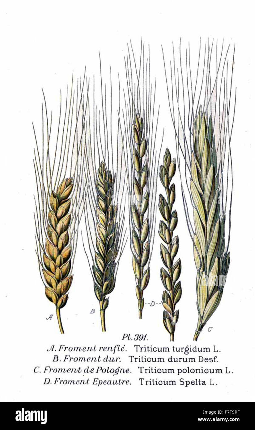 Triticum turgidum L. Triticum durum Desf. Triticum polonicum L ...