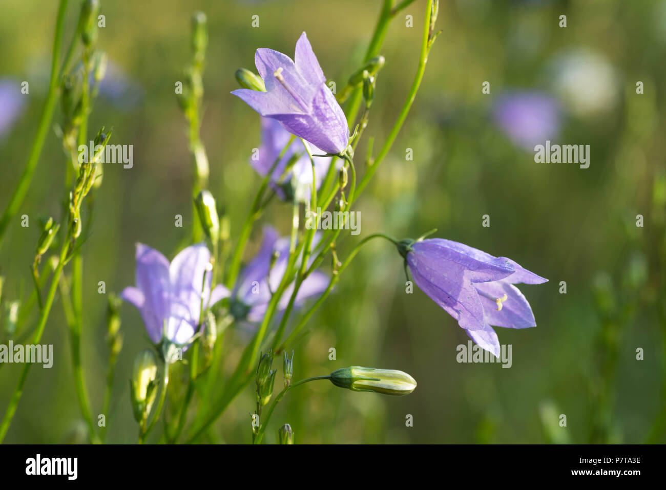 violet bells flowers Campanula rotundifolia harebel macro in forest ...