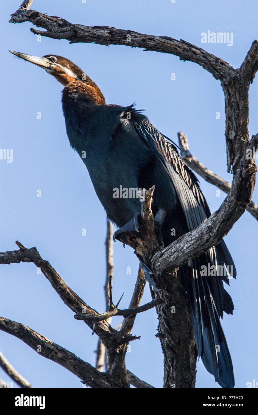 Black anhinga hi-res stock photography and images - Alamy