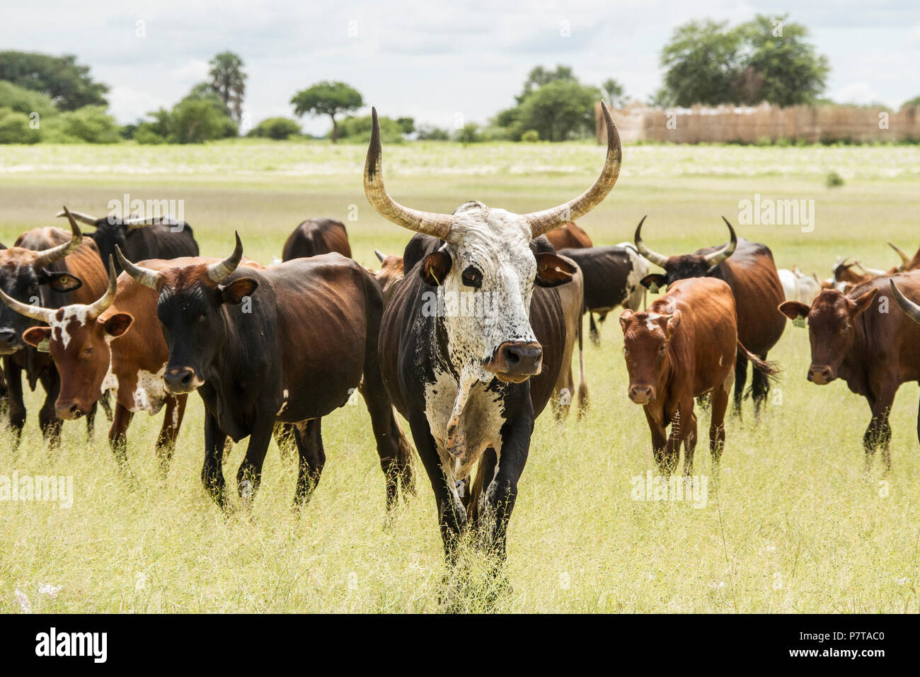 Horned bull hi-res stock photography and images - Alamy
