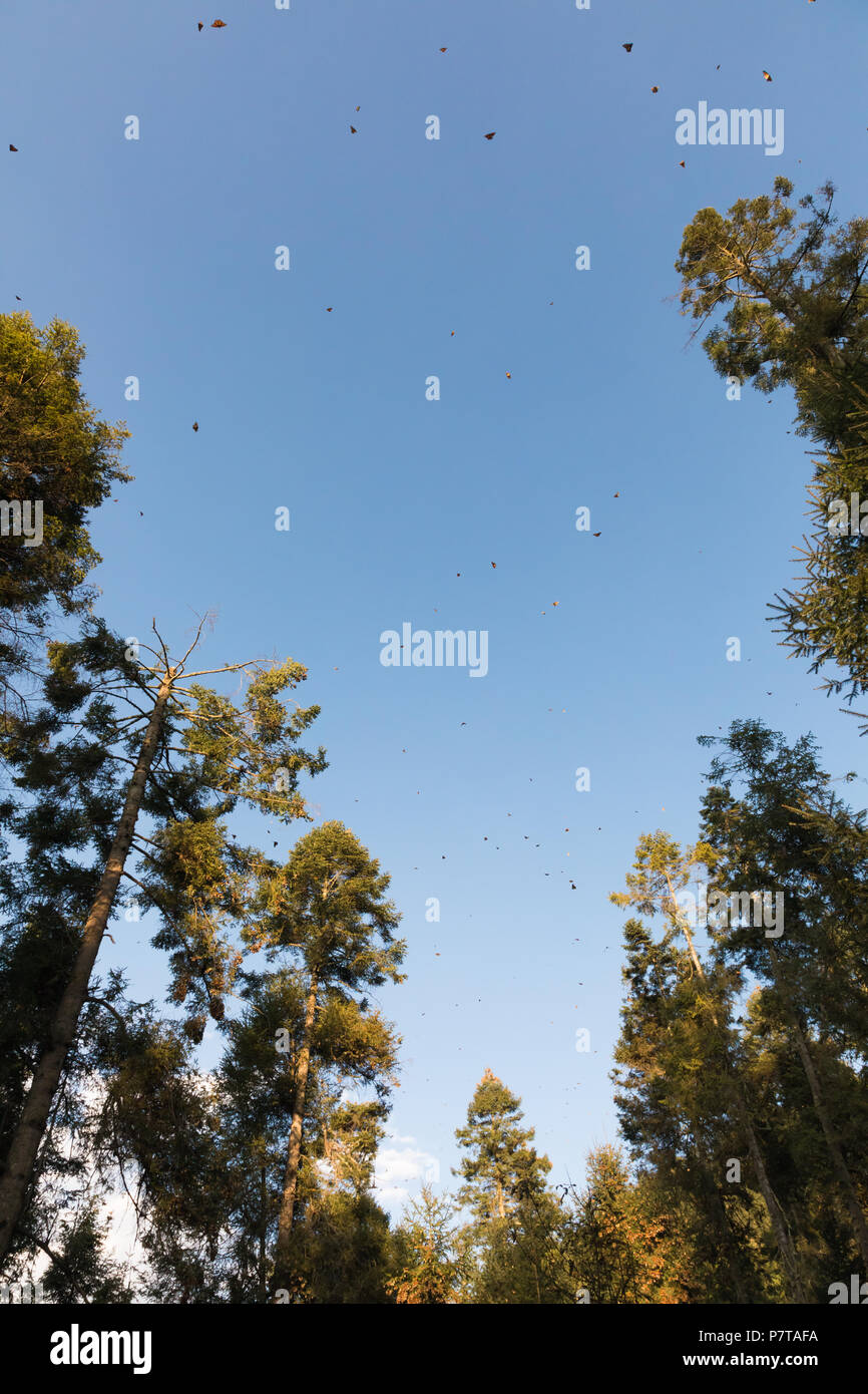 Monarch butterfly in mexican forest Stock Photo - Alamy