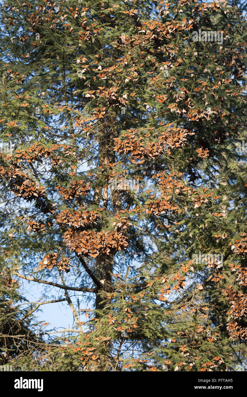Monarch butterfly in mexican forest Stock Photo - Alamy