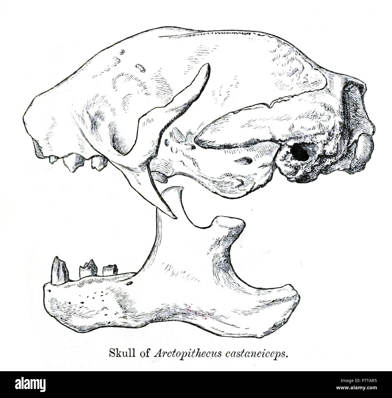 Arctopithecus hi-res stock photography and images - Alamy