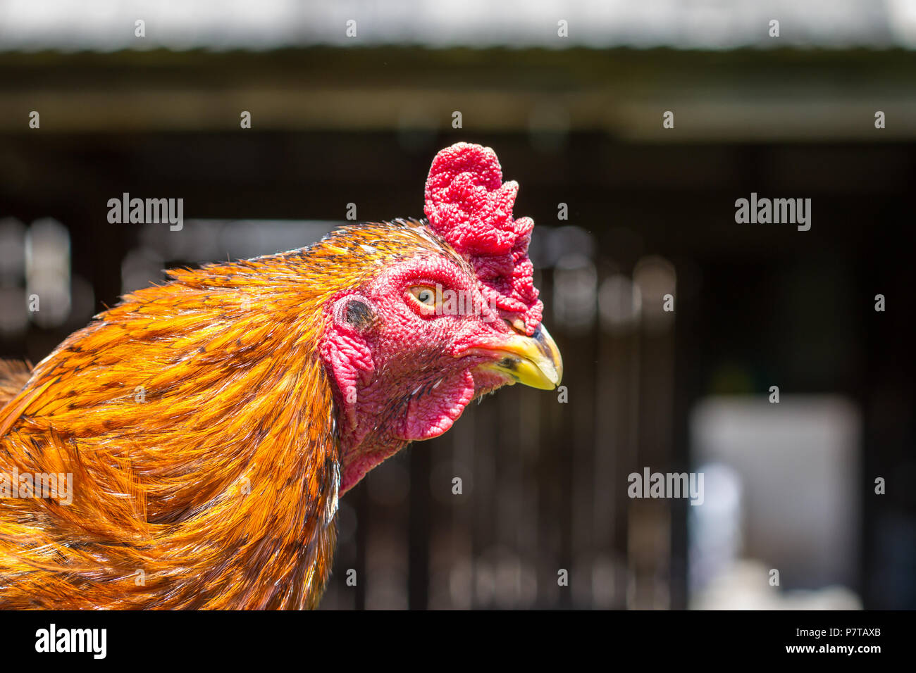 Shamo fighting rooster on a sunny day Stock Photo - Alamy