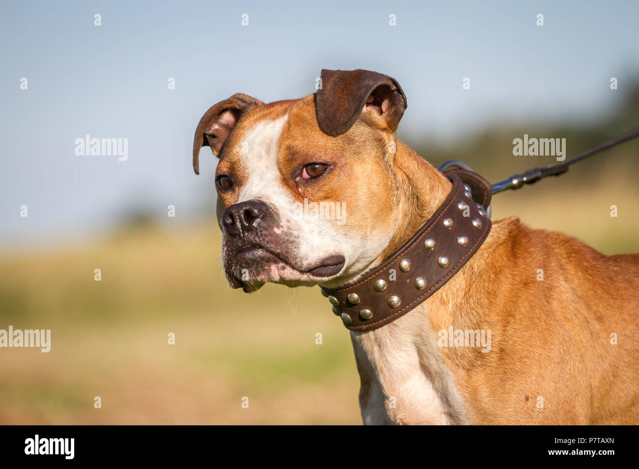 Fit male dog hi-res stock photography and images - Alamy