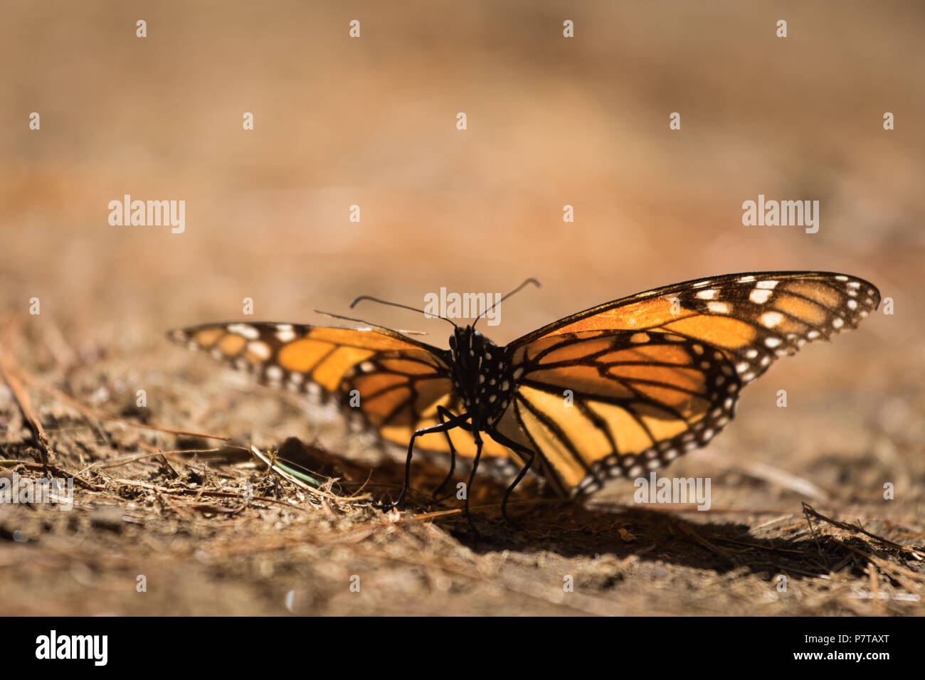 Monarch butterfly in mexican forest Stock Photo - Alamy