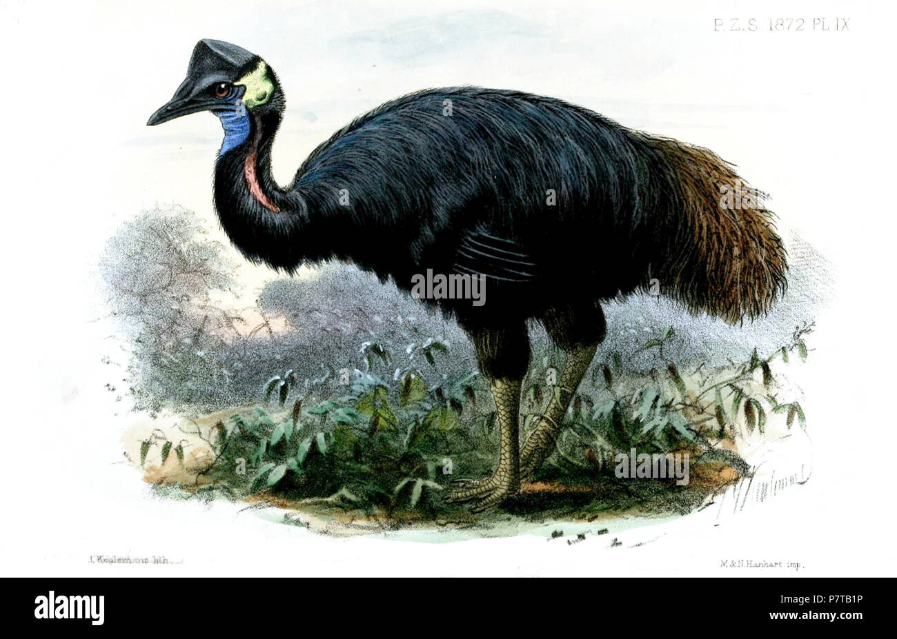 Kaupi hi-res stock photography and images - Alamy