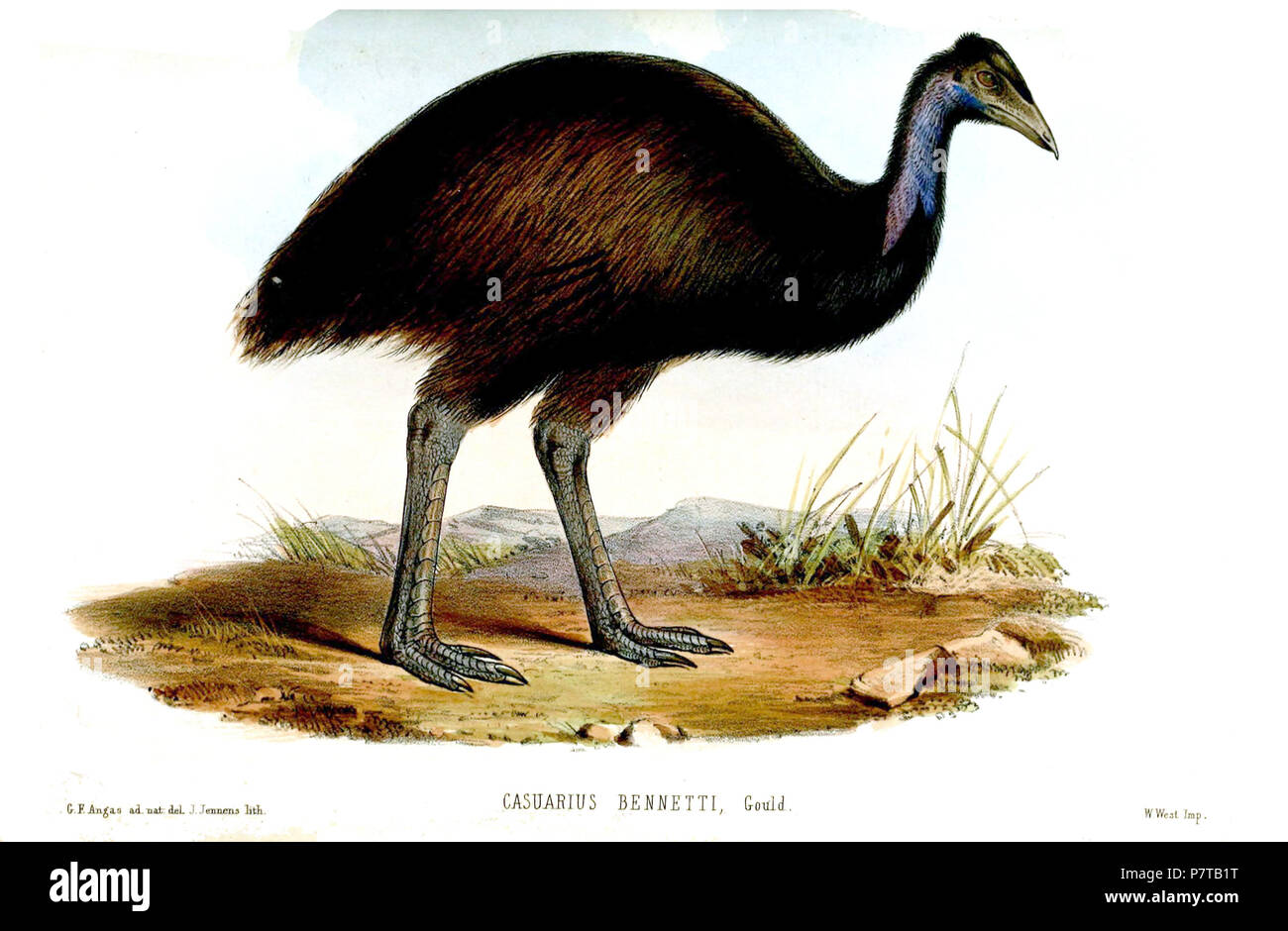 Casuarius bennetti hi-res stock photography and images - Alamy