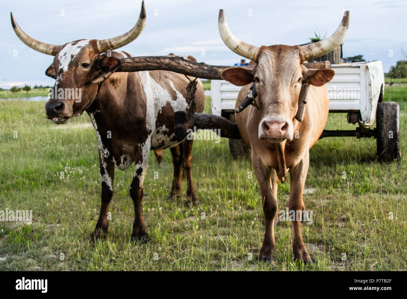 Oxen pulling cart hi-res stock photography and images - Alamy