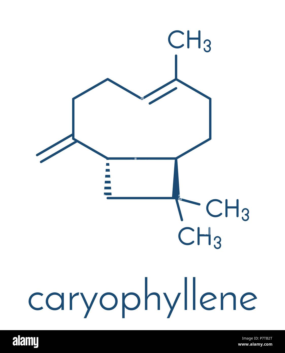 Caryophyllene molecule. Constituent of multiple herbal essential oils ...