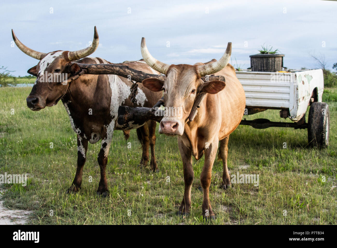 Long horned Oxen pulling a cart on the banks of the Kavango river ...