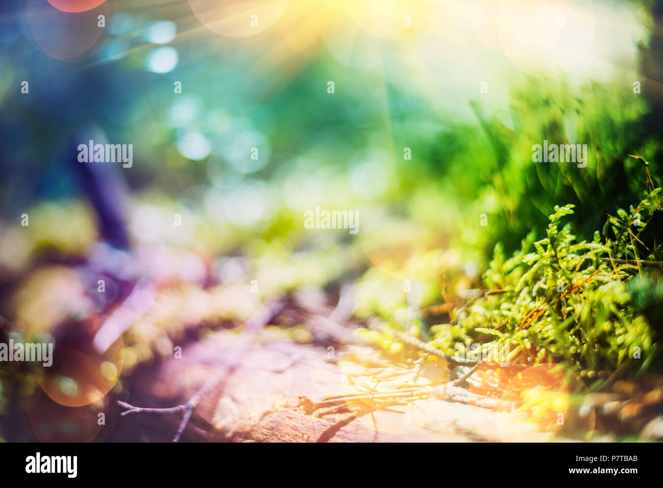 Forest colorful sunlight Stock Photo - Alamy