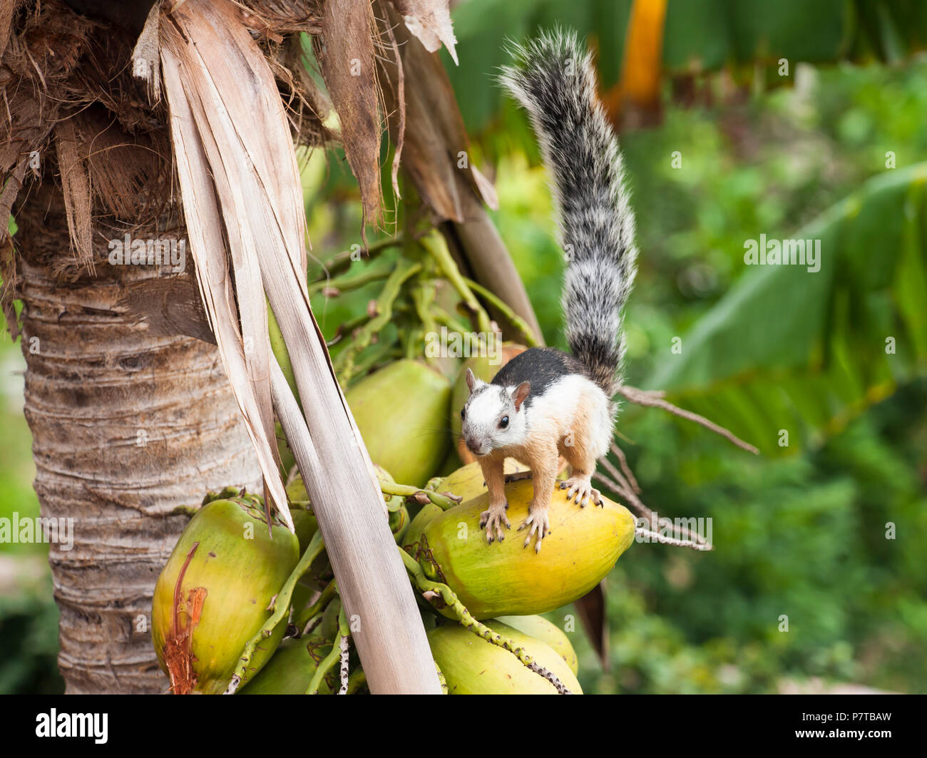 Jungle Palm Squirrel