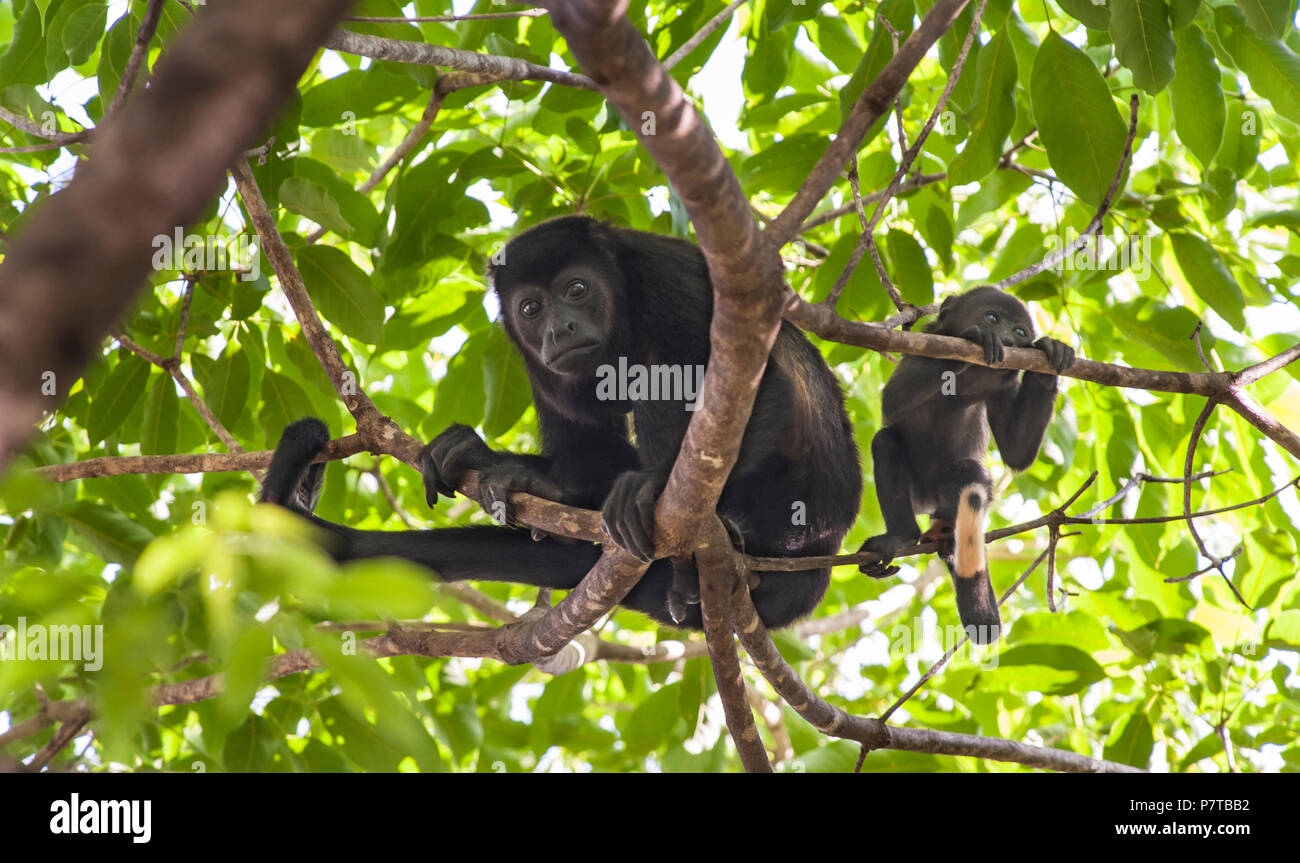 Mother howler monkey sits in a mango tree with her baby Stock Photo - Alamy