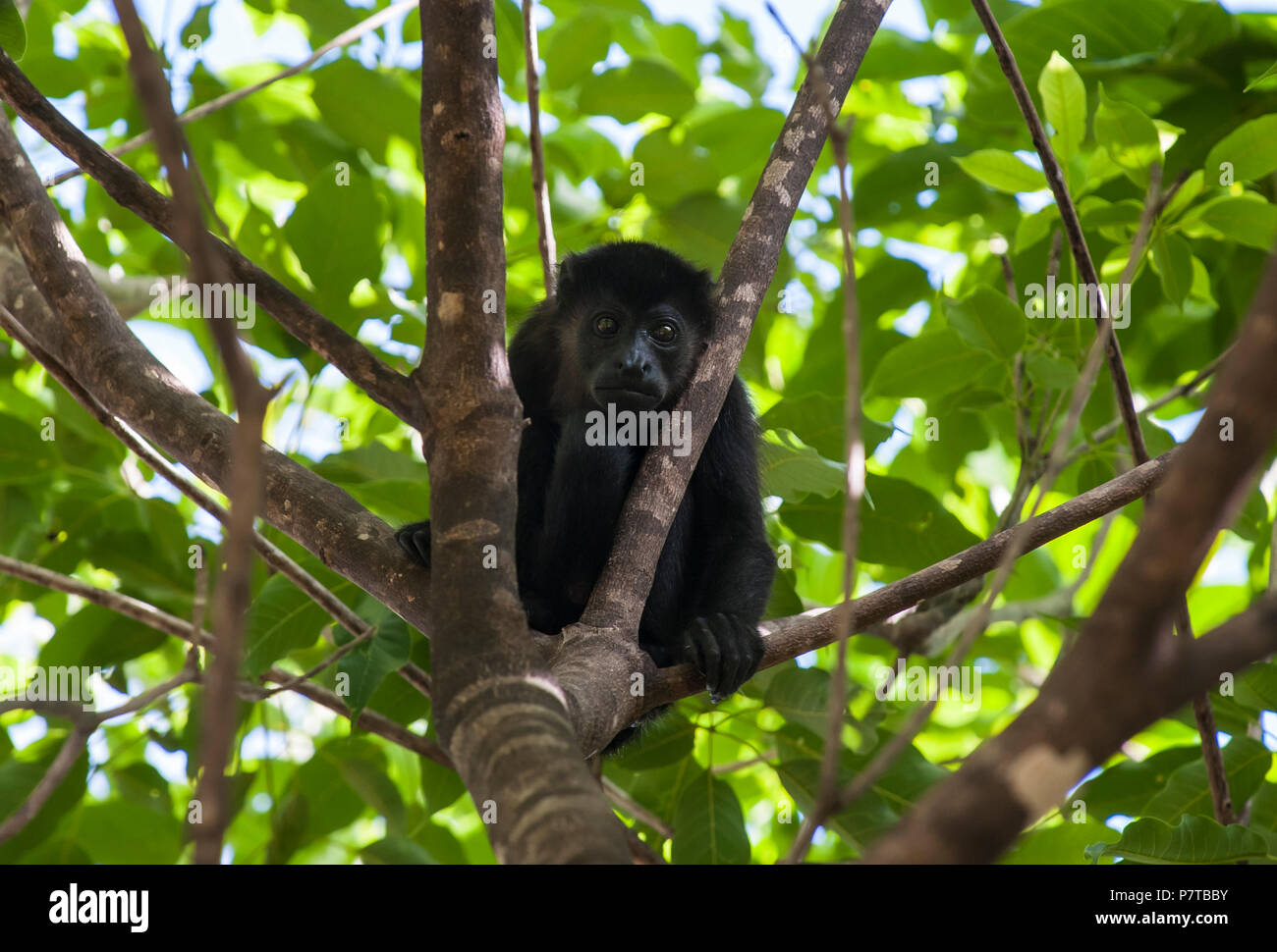 Young howler monkey peers through the mango tree branches Stock Photo ...