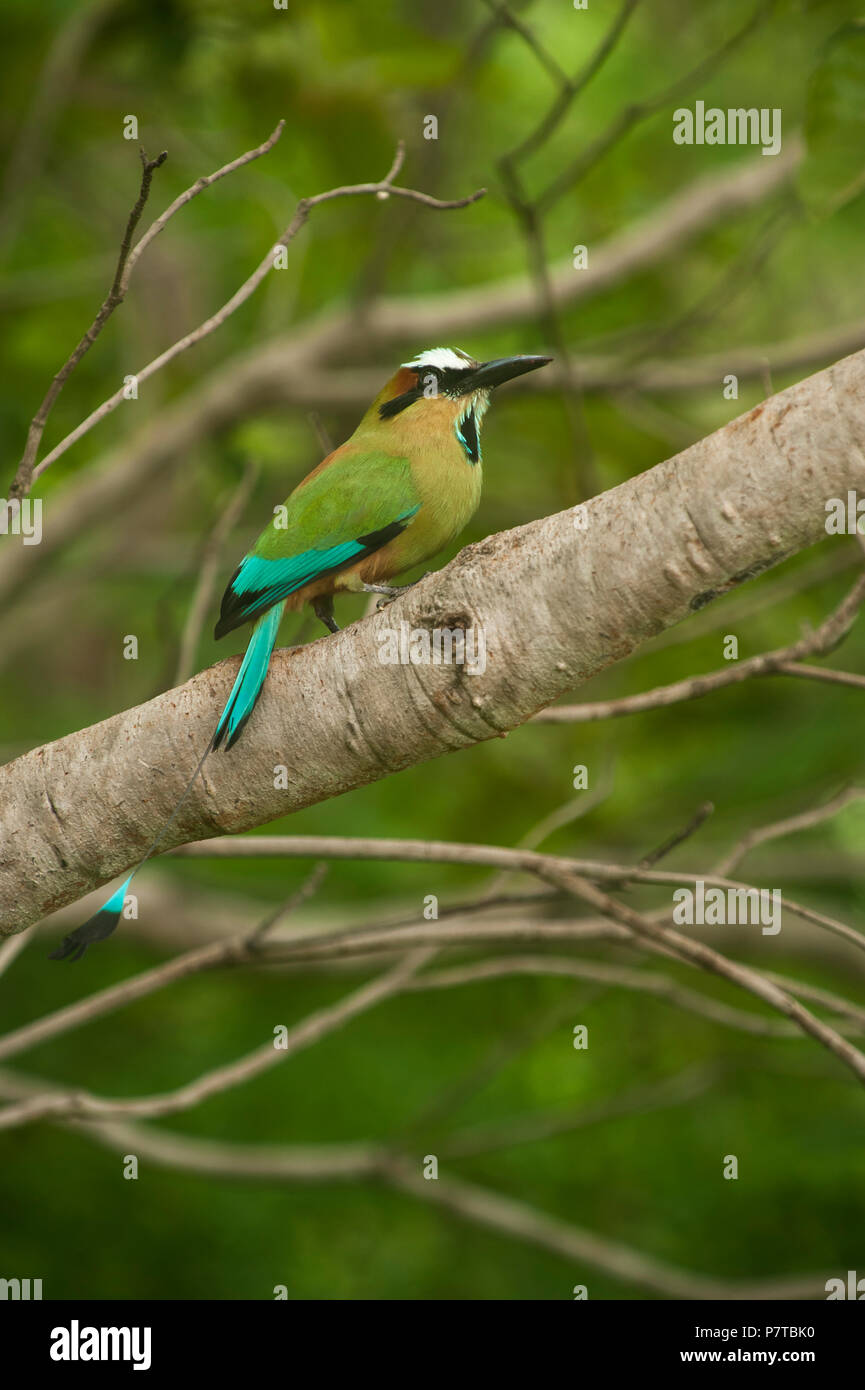 One turquoise browed mot mot sits on a branch in the rain forest Stock ...