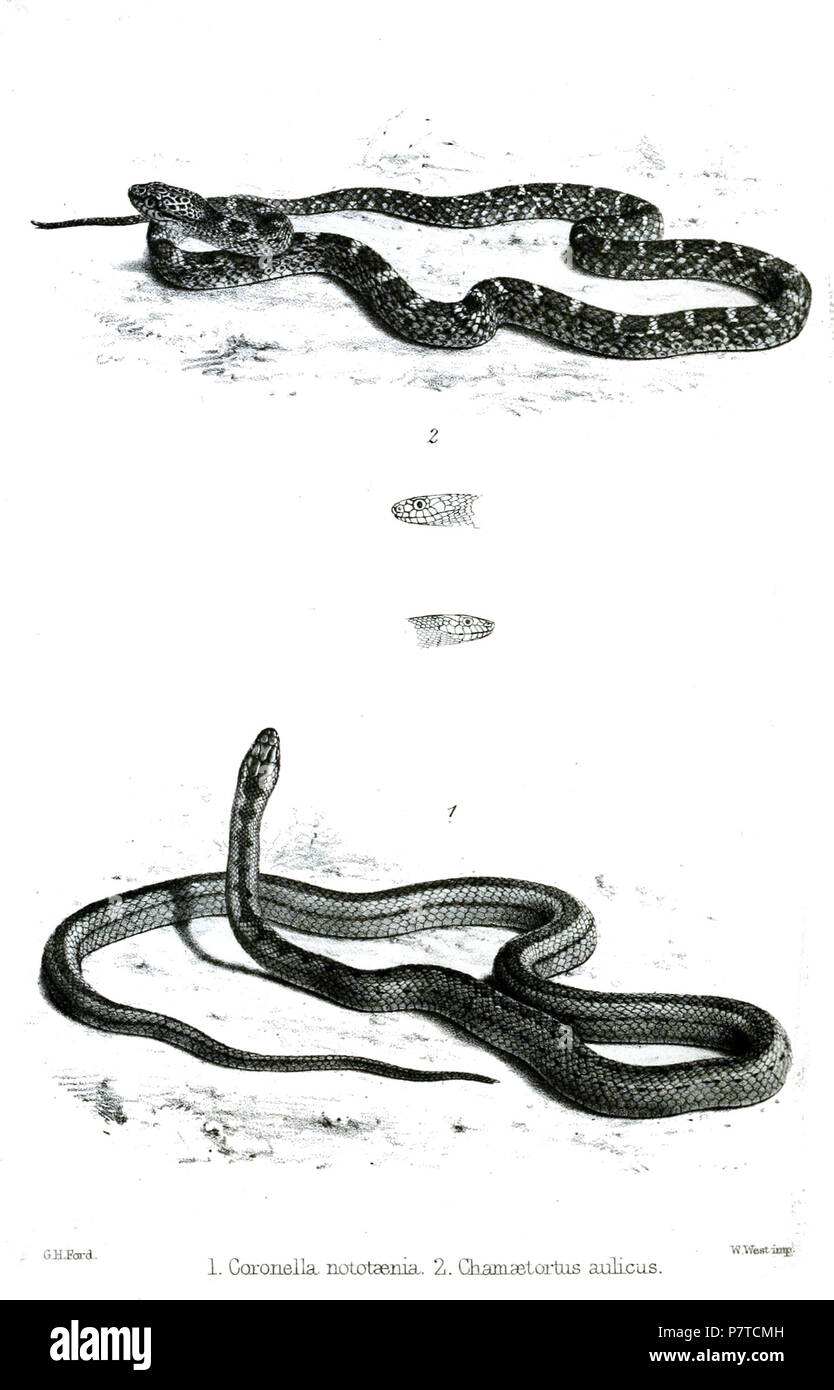 Anatomy of snakes hi-res stock photography and images - Alamy