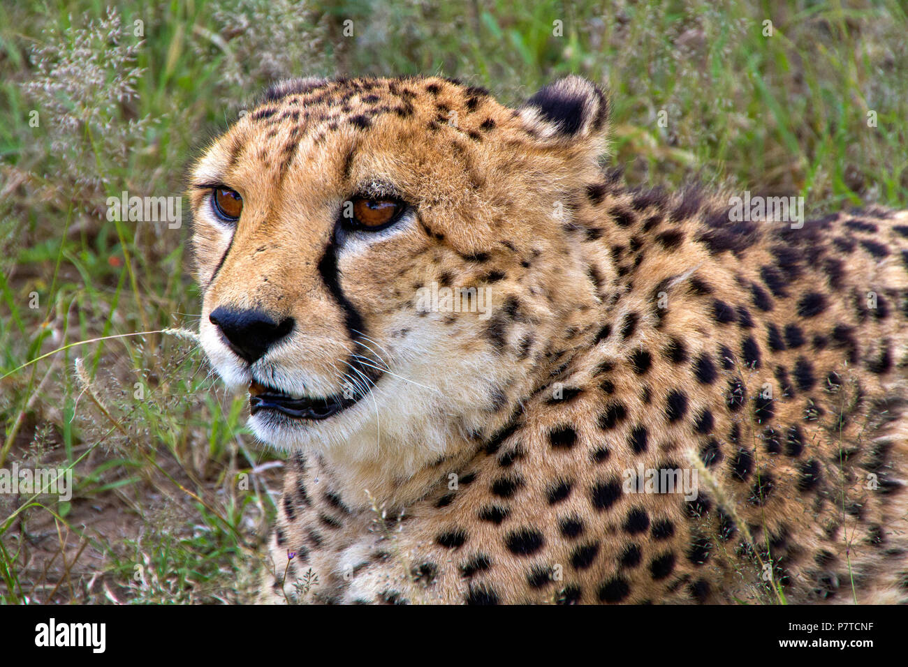 Cheetah head shot hi-res stock photography and images - Alamy