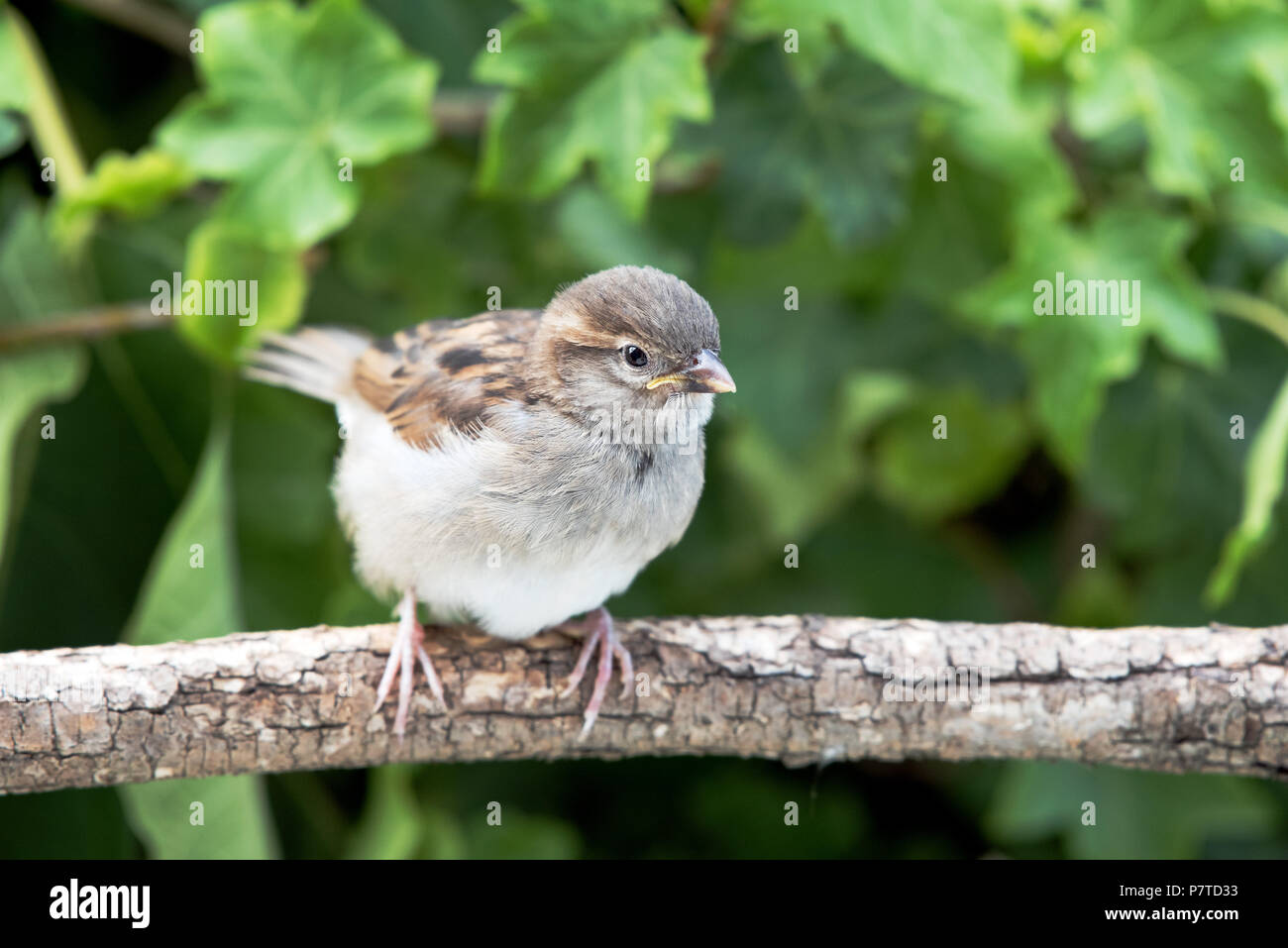 Fledgling sparrow hi-res stock photography and images - Alamy