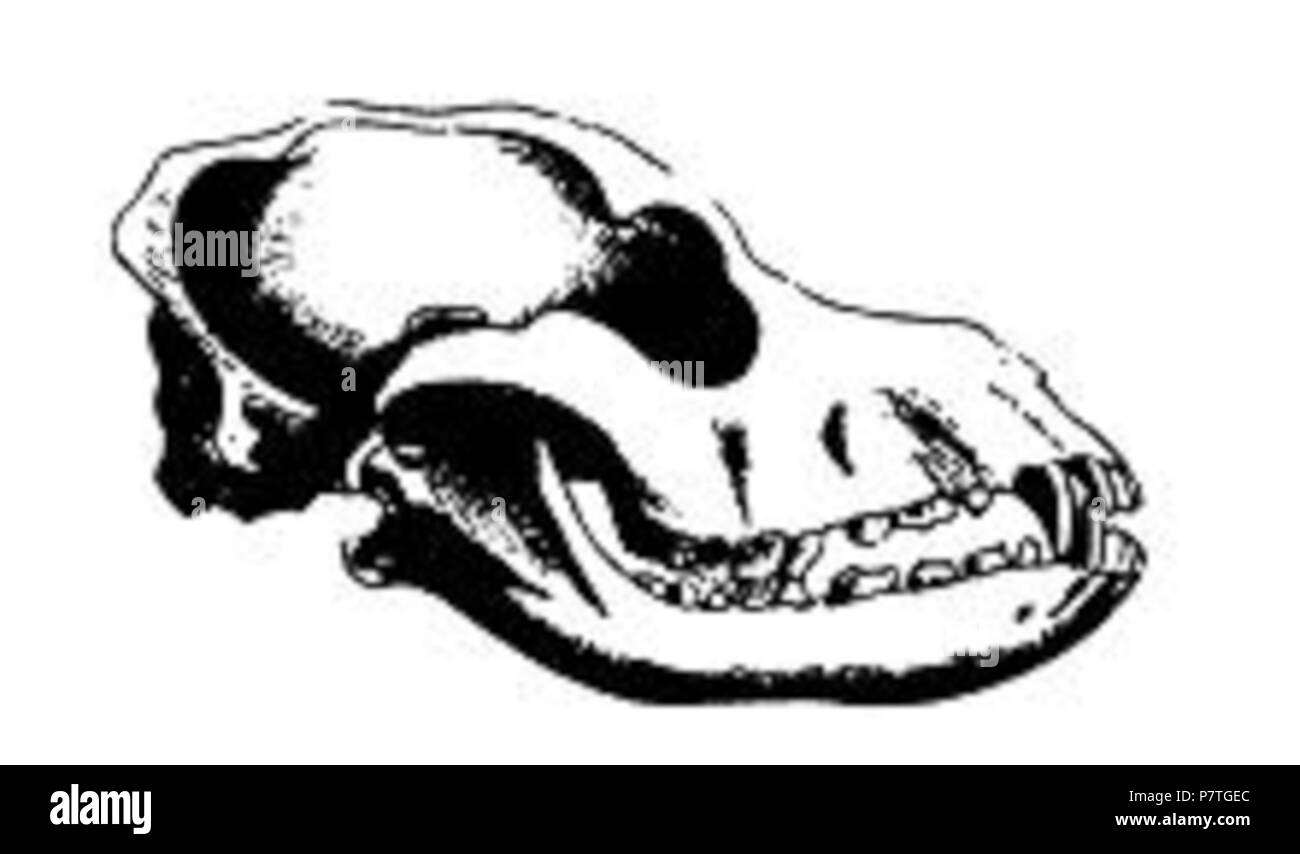 Skull of Spaniel . 1859 1 011. Skull of Spaniel Stock Photo - Alamy