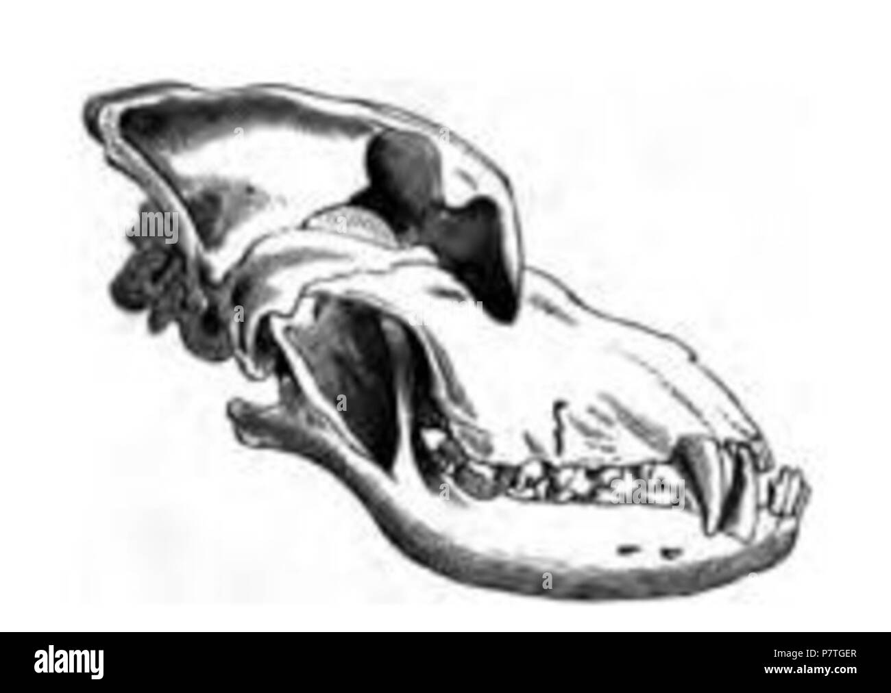 Skull of Mastiff . 1859 1 012. Skull of Mastiff Stock Photo - Alamy