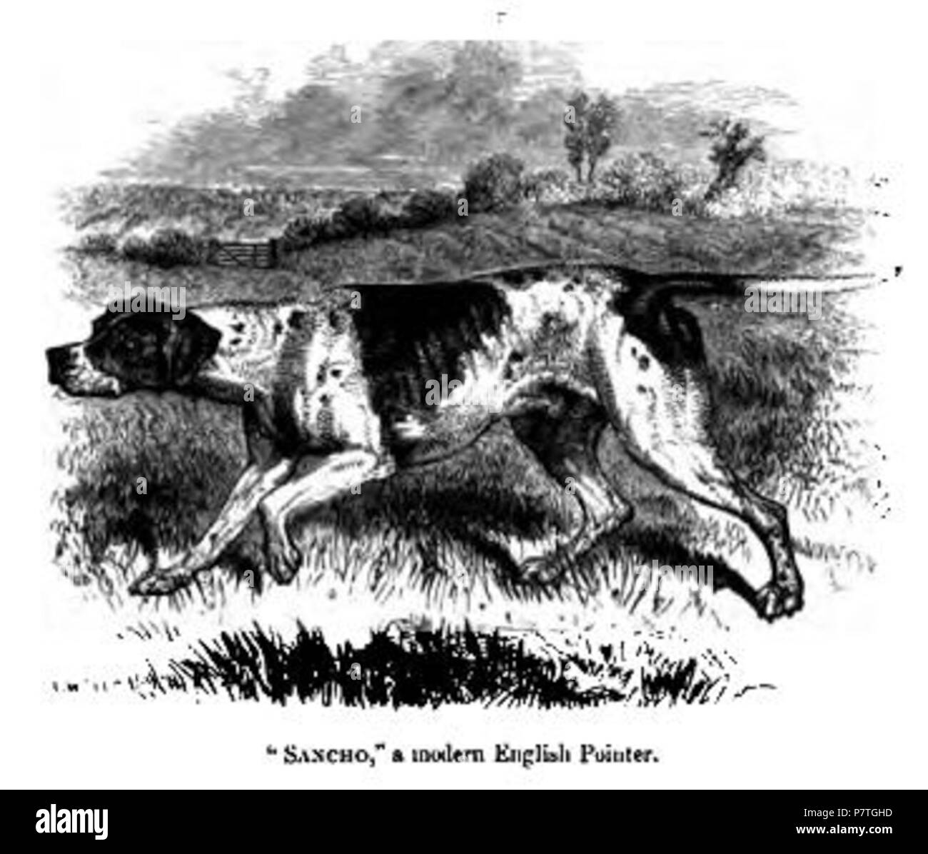 English pointer . 1859 2 088. English Pointer Stock Photo - Alamy