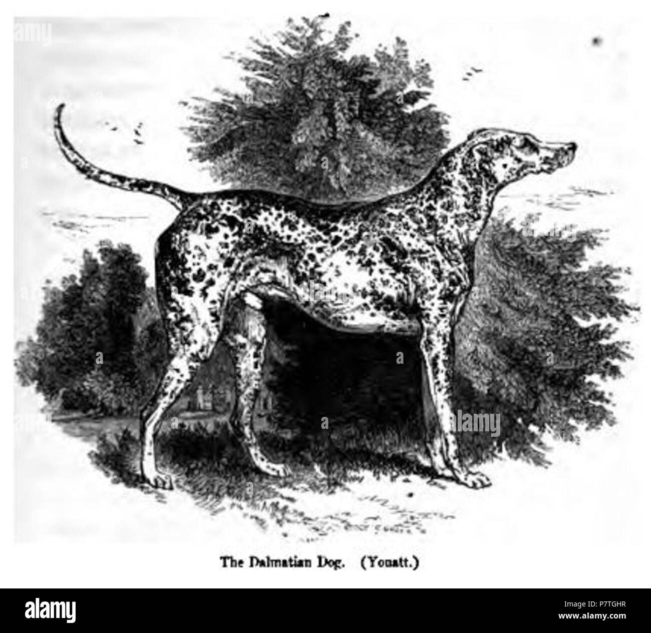 Pets 2 Black and White Stock Photos & Images - Alamy