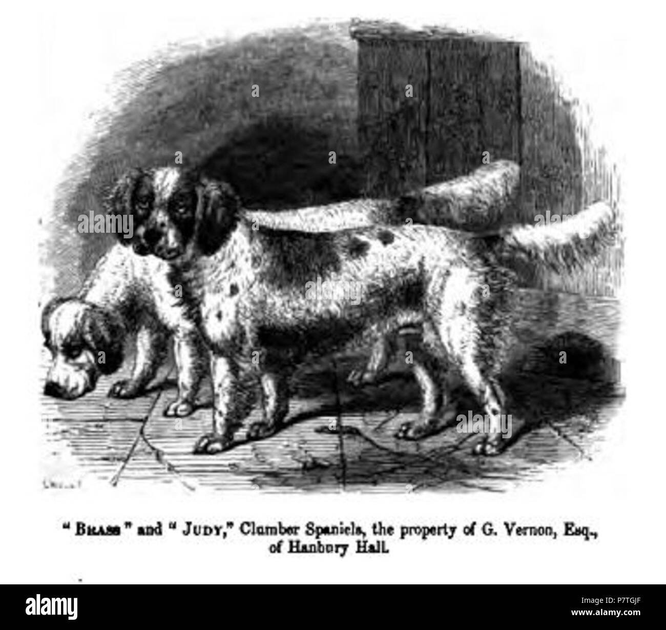 Spaniels Black and White Stock Photos & Images - Alamy