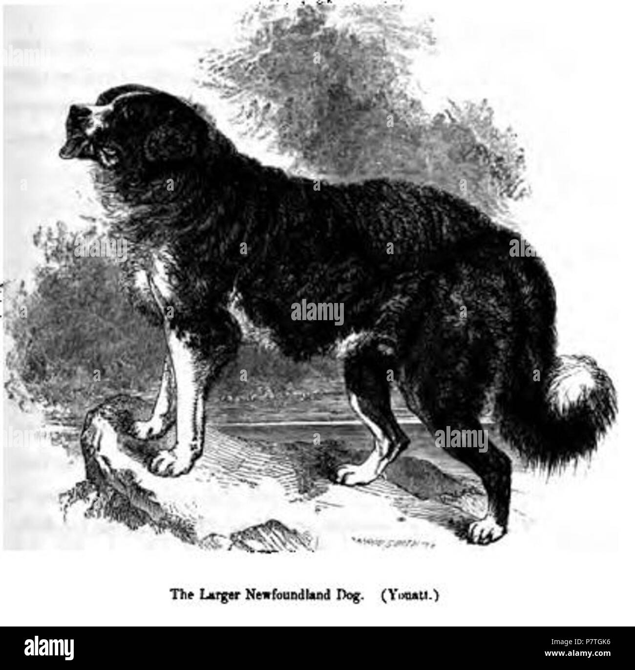 1859 dog show hi-res stock photography and images - Alamy