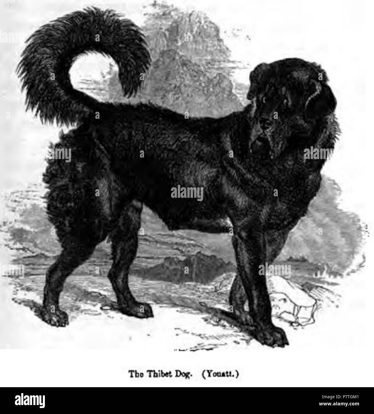 Thibet dog hi-res stock photography and images - Alamy