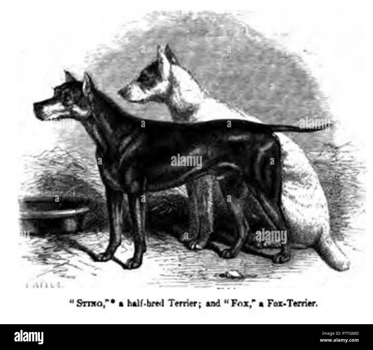 Terrier dog breeds Black and White Stock Photos & Images - Alamy