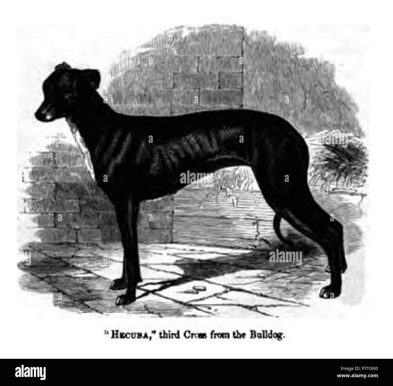 Greyhound x Bulldog third cross . 1859 3 183. Greyhound x Bulldog third ...