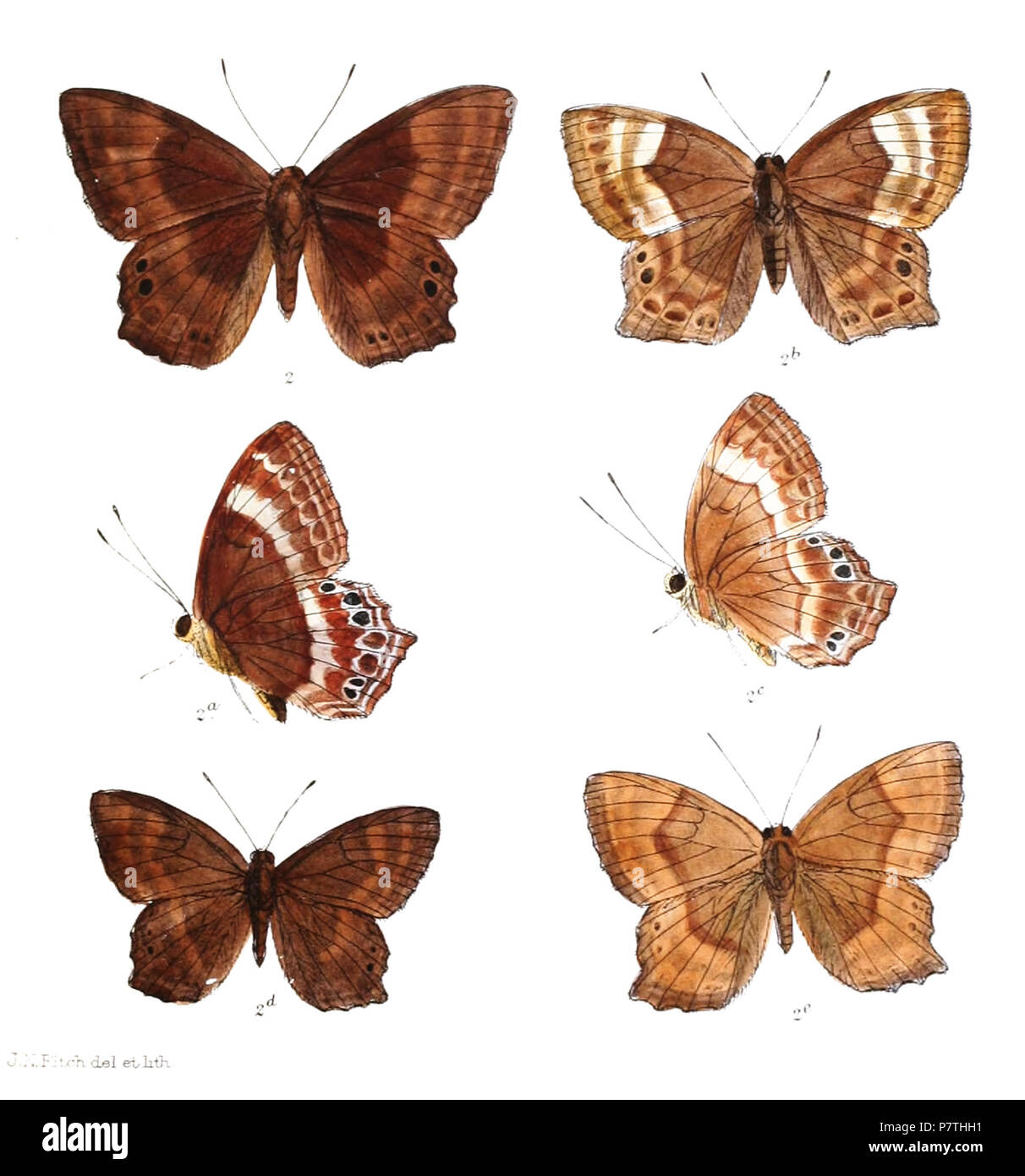 Abisara hi-res stock photography and images - Alamy