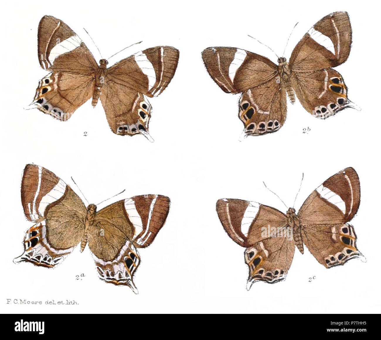 Chela hi-res stock photography and images - Alamy