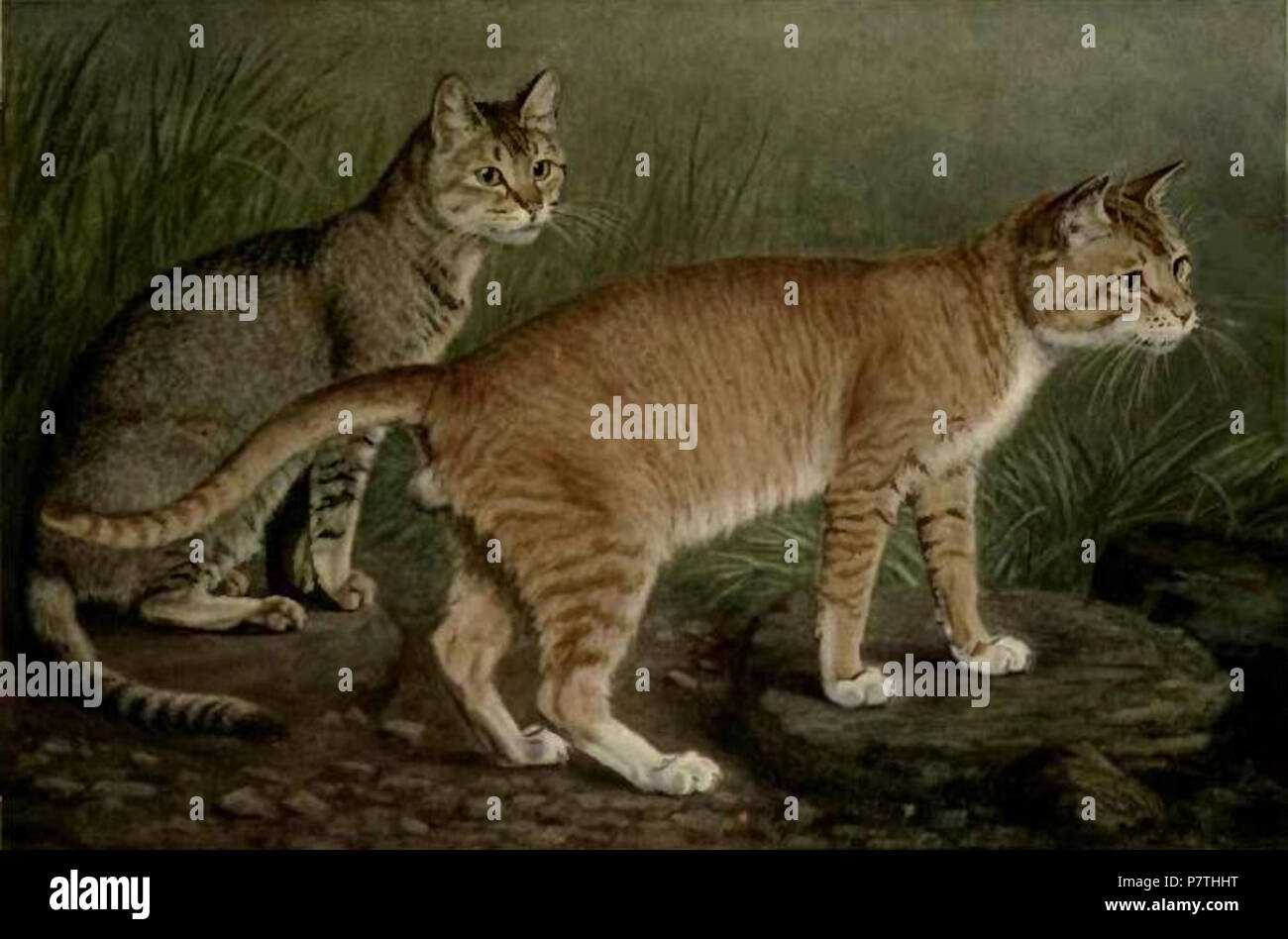 Indian animal illustration hi-res stock photography and images - Alamy