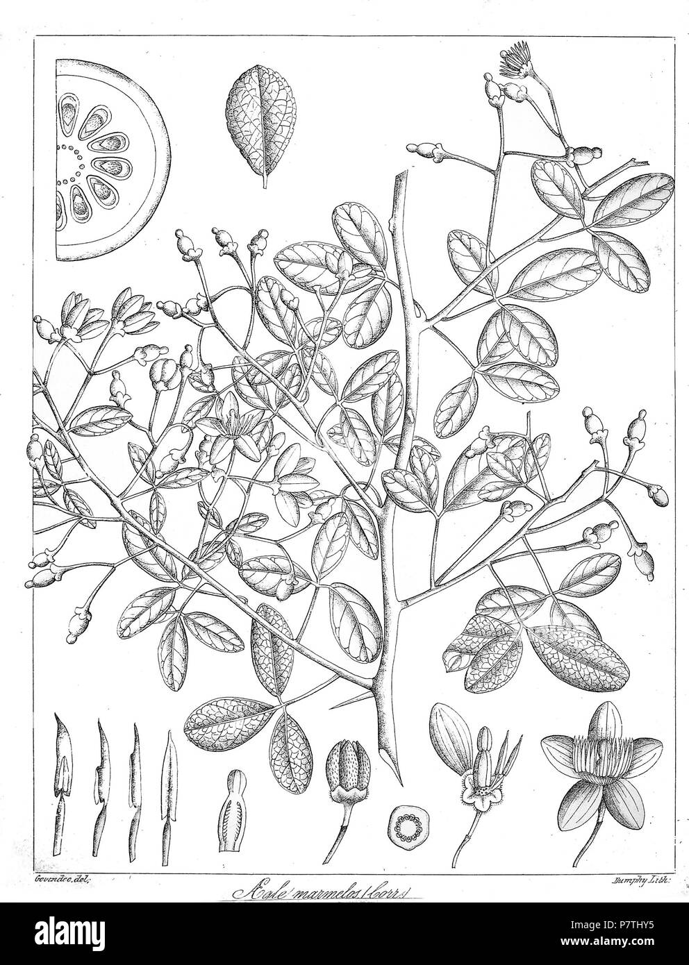 Aegle hi-res stock photography and images - Alamy