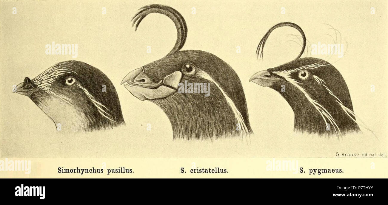 Head of Aethia species . 1904 14 Aethia heads Stock Photo - Alamy