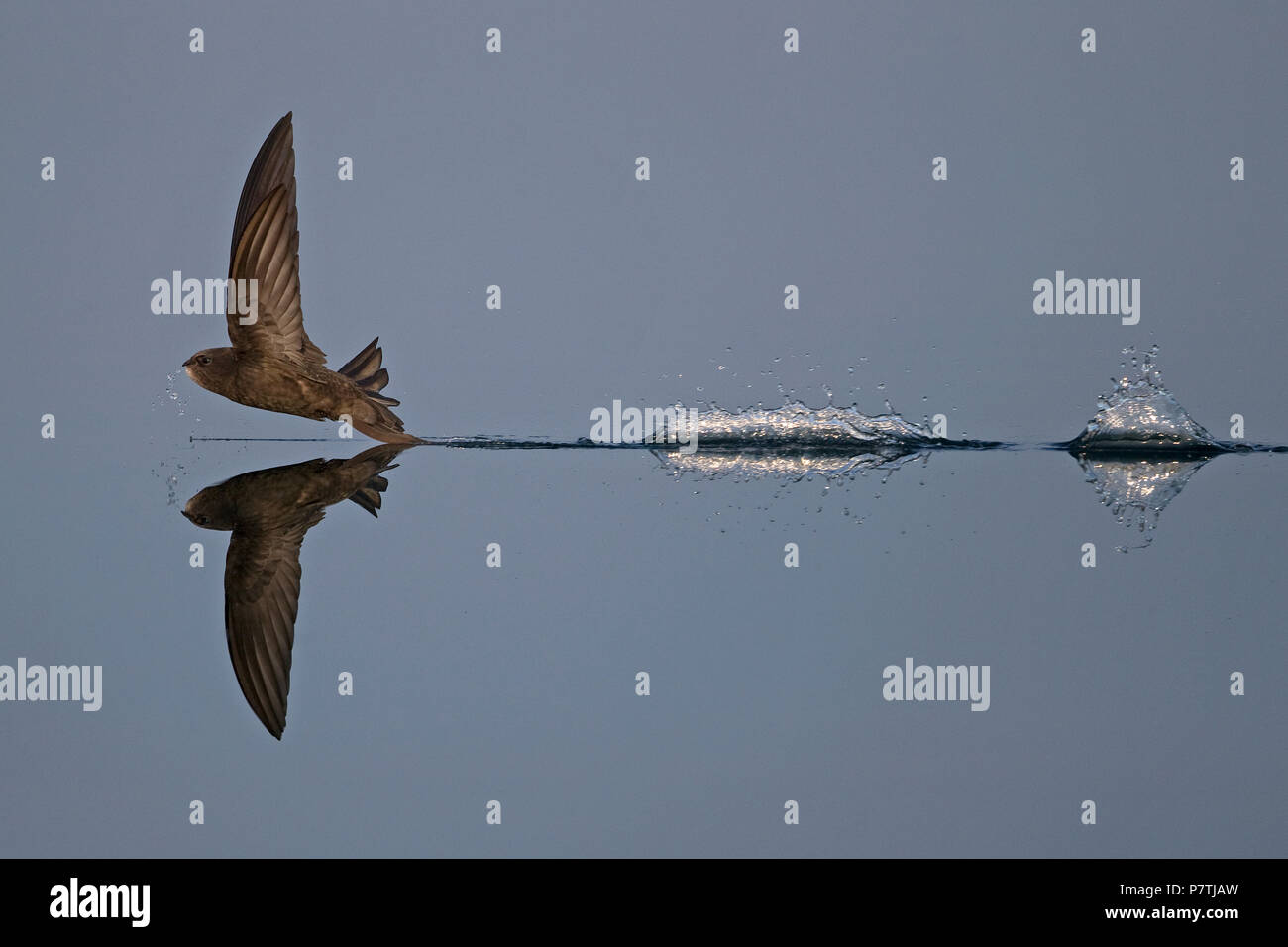 Swift skims the water hi-res stock photography and images - Alamy