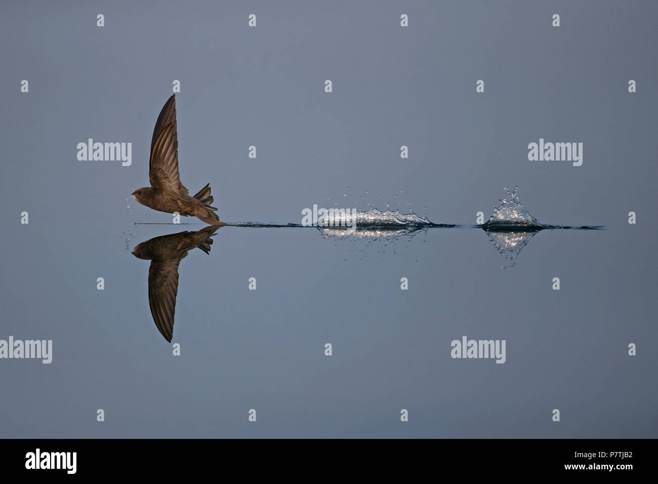 Common Swift (Apus apus Stock Photo - Alamy