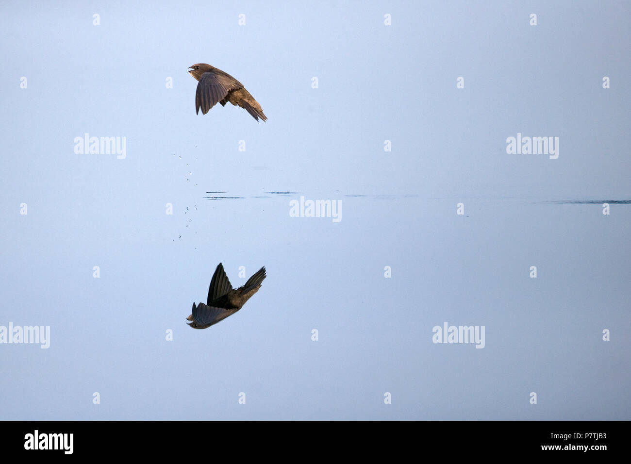Common Swift (Apus apus Stock Photo - Alamy