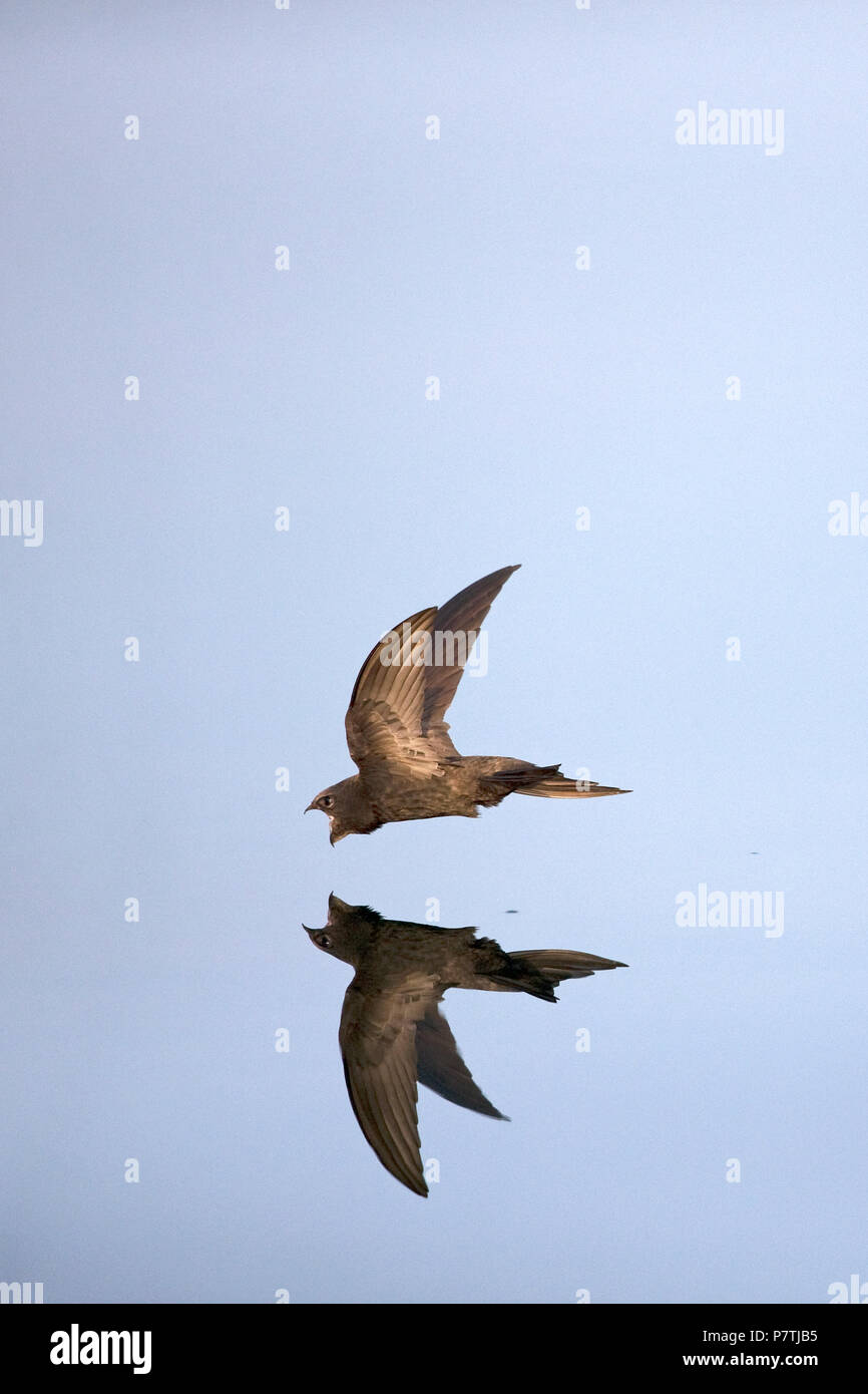 Common Swift (Apus apus Stock Photo - Alamy